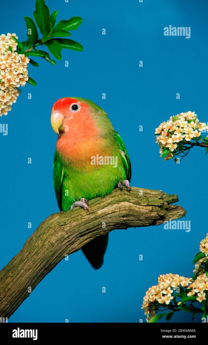 Peach headed parrot hi-res stock photography and images - Alamy
