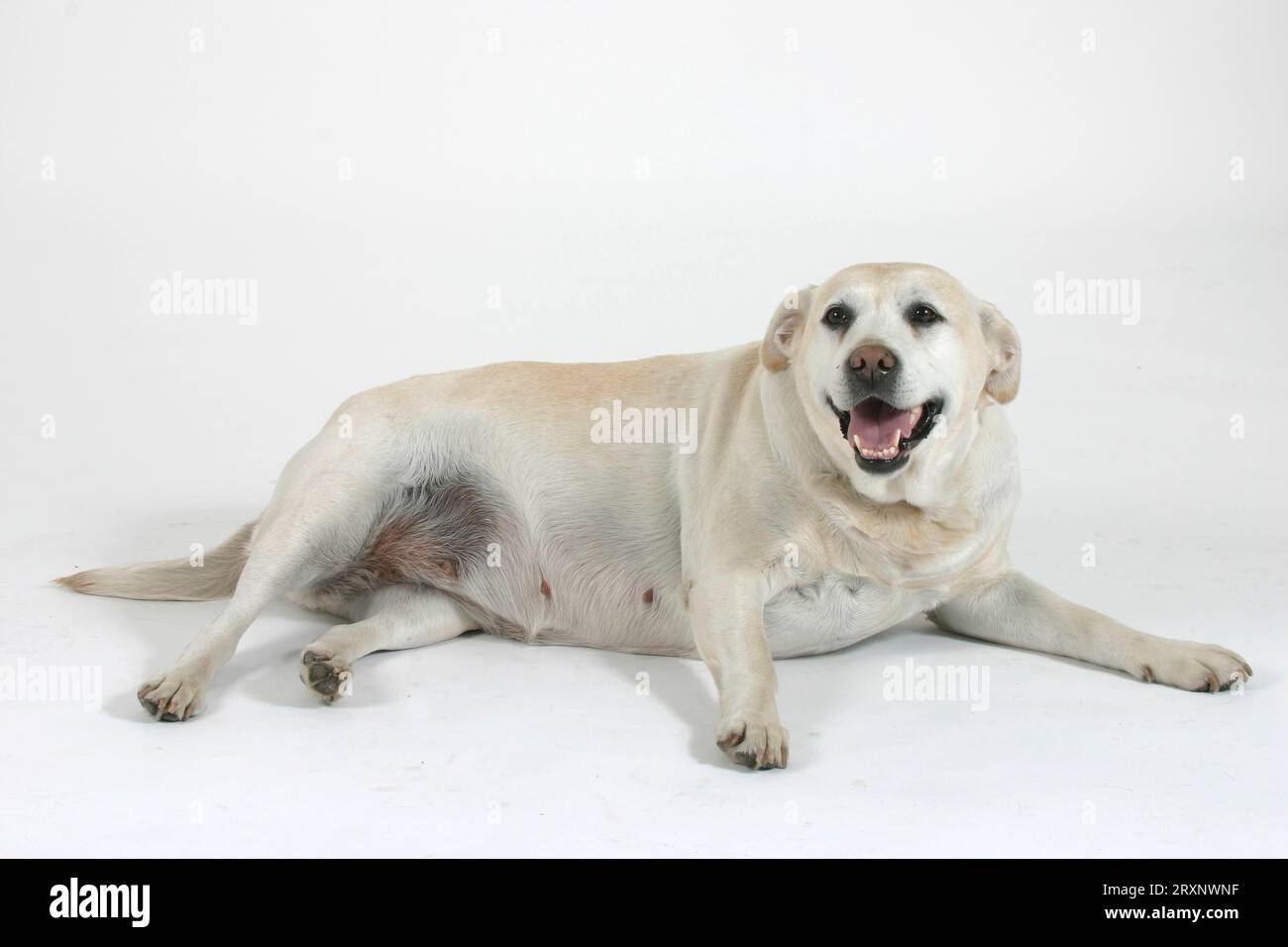 Fat labrador retriever hi-res stock photography and images - Alamy