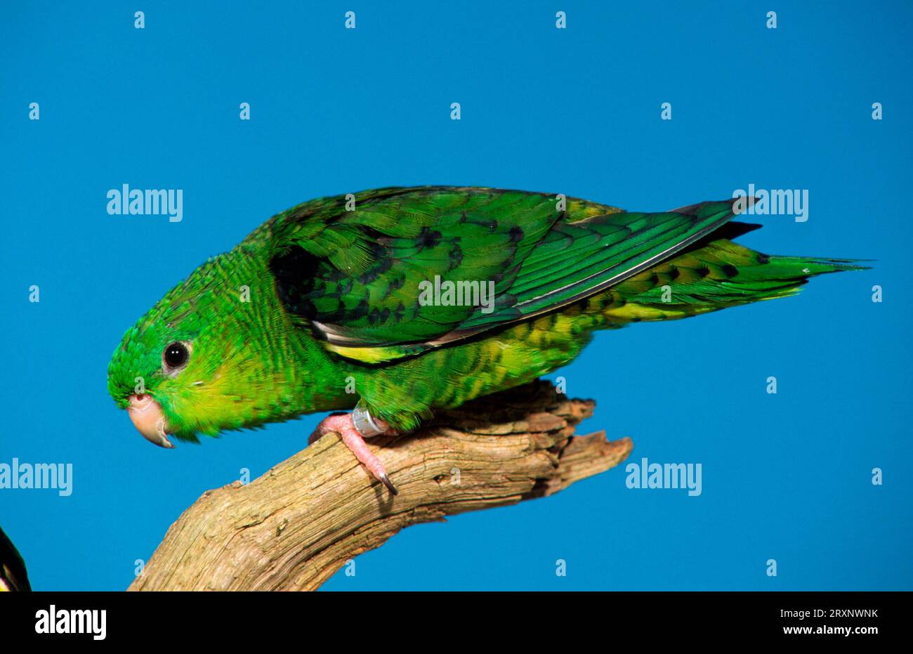 Barred parakeet (Bolborhynchus lineola Stock Photo - Alamy