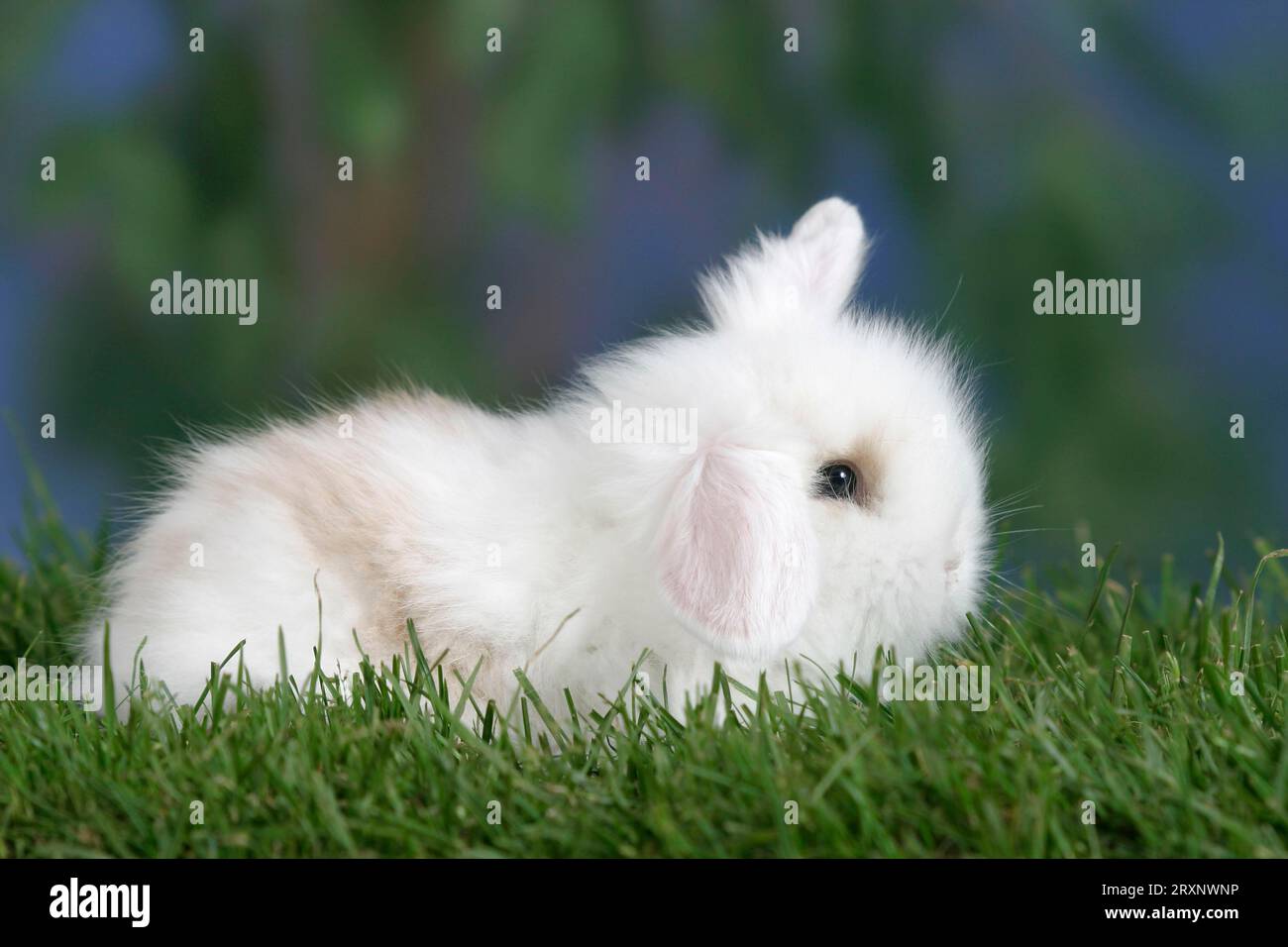 Young Teddy Lop-eared Rabbit, 5 weeks, teddy ram rabbit, young animal ...
