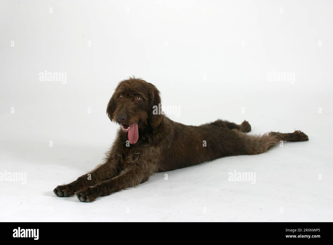 German Broken-coated Pointing Dog, Poodle Pointer, indoor, studio Stock ...
