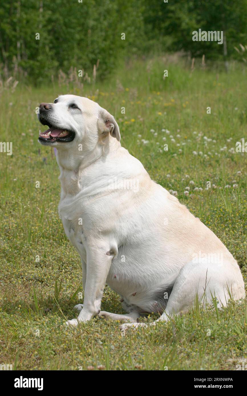 Fat labrador hi-res stock photography and images - Alamy
