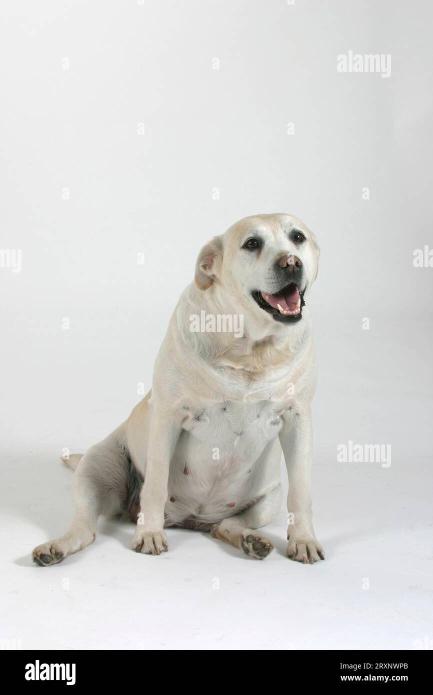 Fat labrador retriever hi-res stock photography and images - Alamy