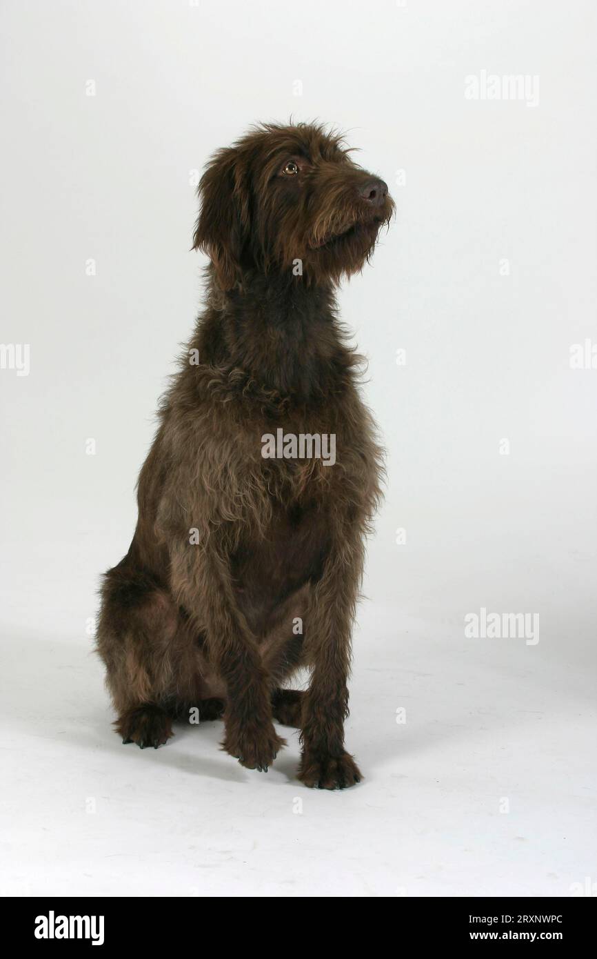 German Broken-coated Pointing Dog, Poodle Pointer, indoor, studio Stock ...