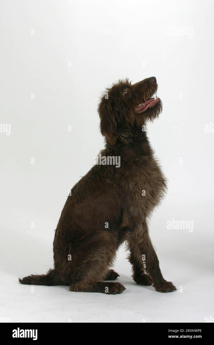 Poodle pointer, lateral Stock Photo - Alamy