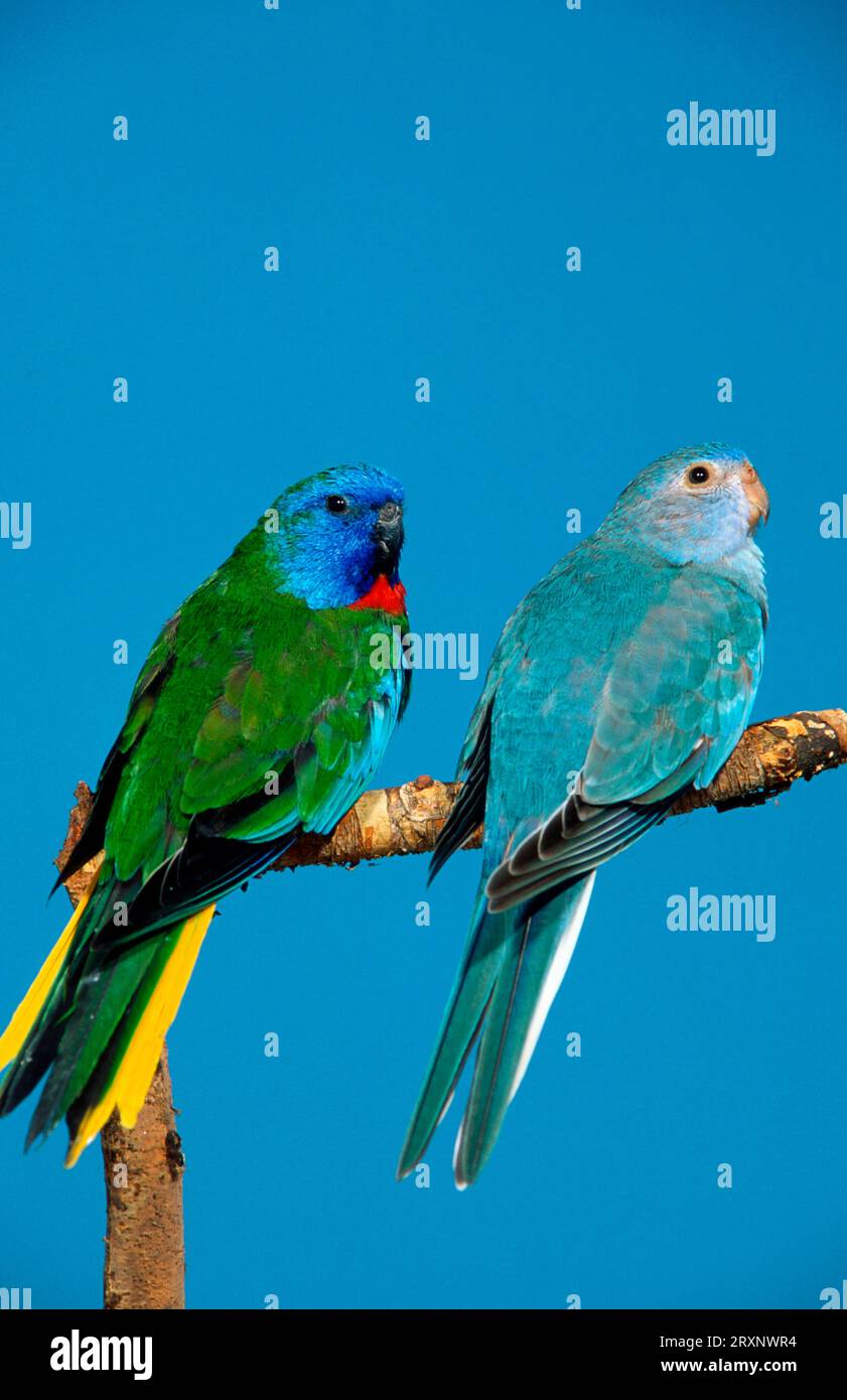 Scarlet-chested Parrots, pair, scarlet-chested parrot (Neophema ...