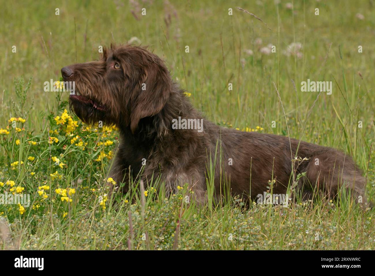 German Broken-coated Pointing Dog, Poodle Pointer, outside, outdoor ...