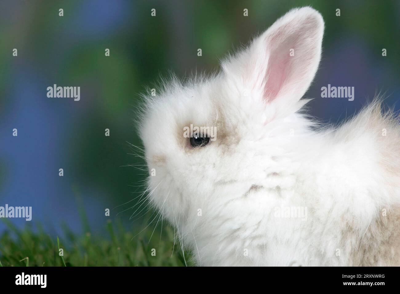 Young Teddy Lop-Ear Rabbit, 5 weeks, side, profile Stock Photo - Alamy