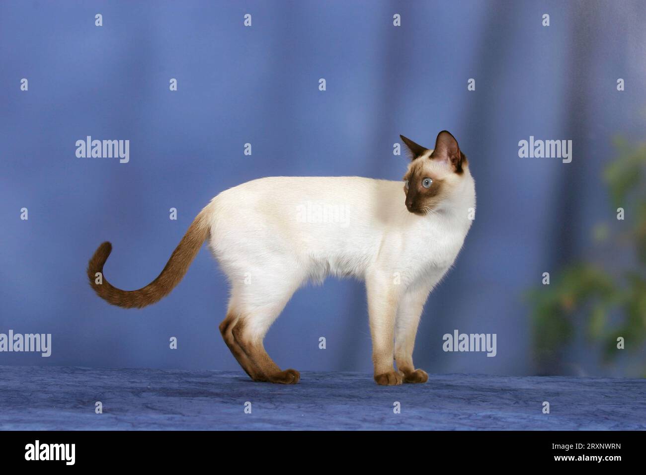 Classic Siamese, chocolate-point, side Stock Photo - Alamy