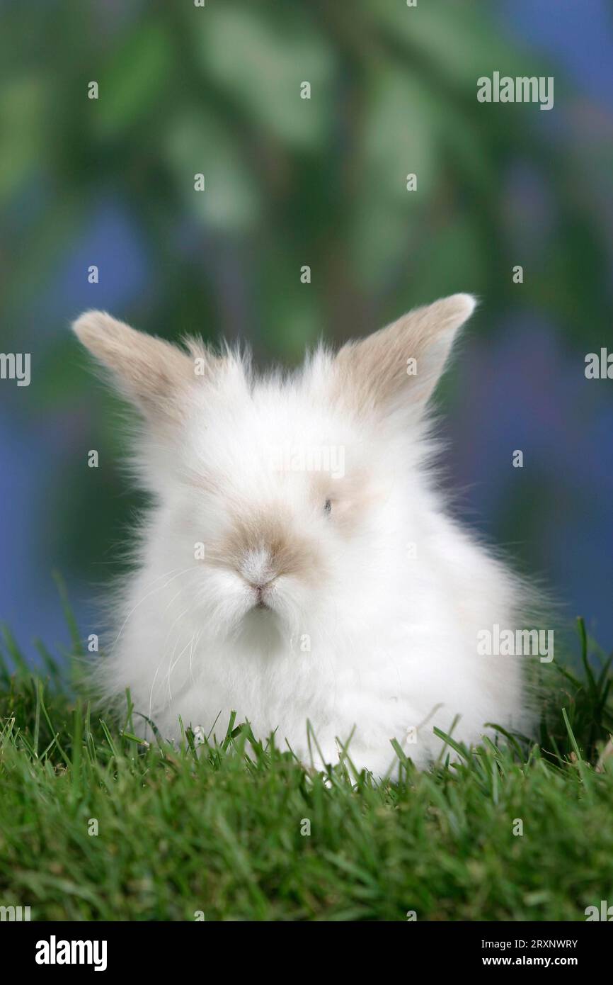 Young Teddy Lop-eared Rabbit, 5 weeks, Teddy ram rabbit, young animal ...