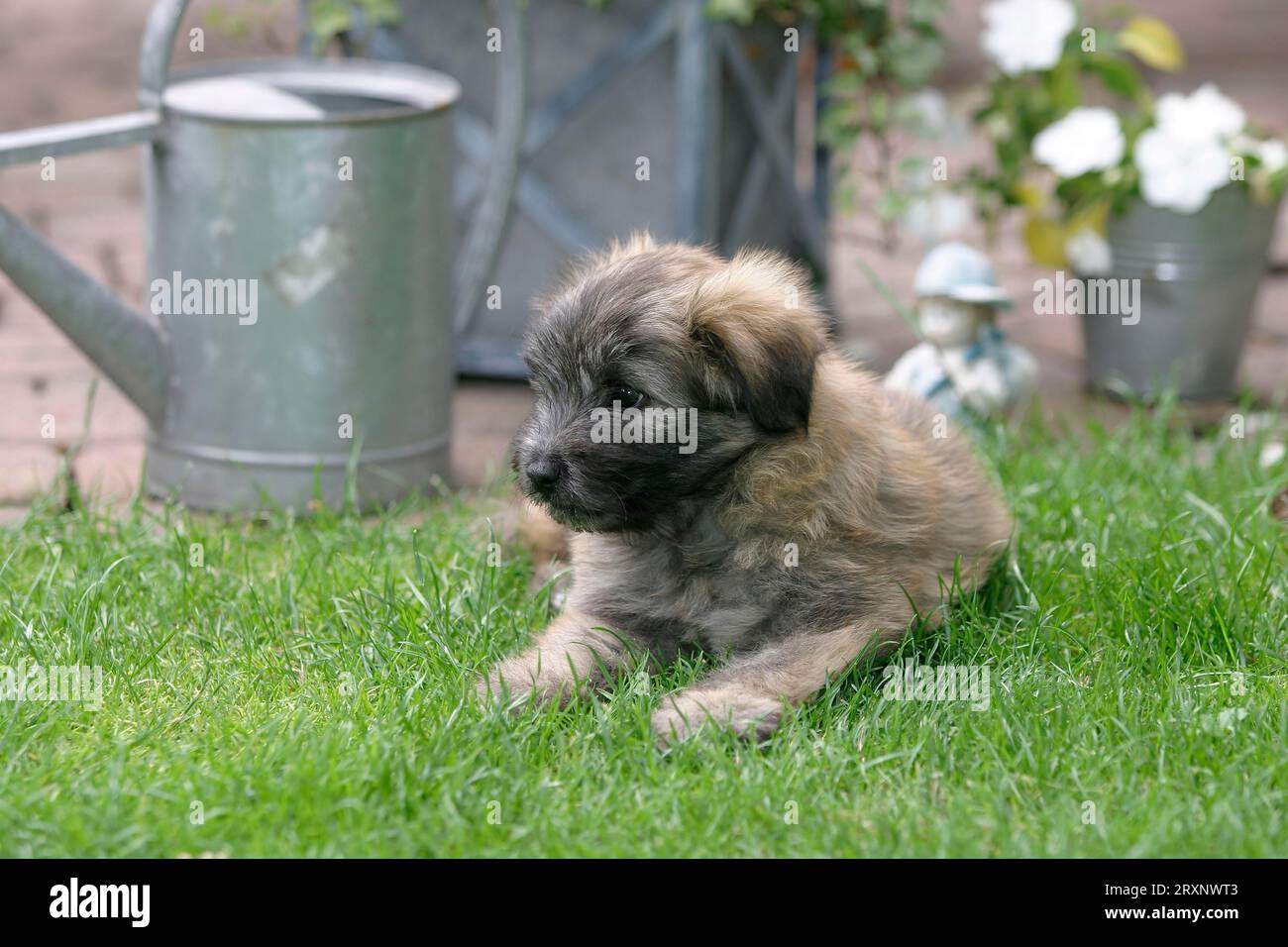 Pyrenean Shepherd, puppy, 7 weeks, Berger des Pyrenees, Pyrenean ...