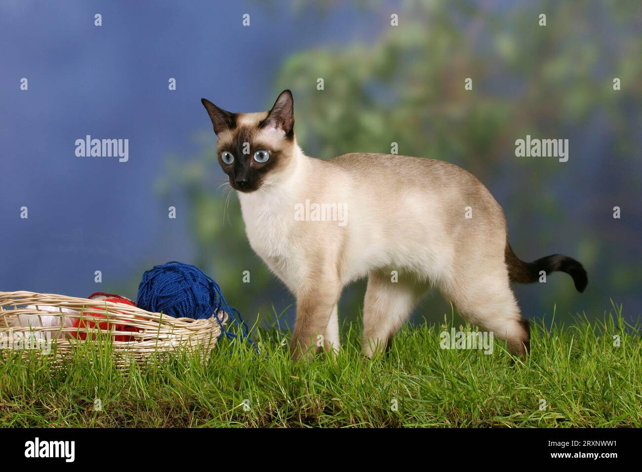 Classic Siamese Cat, seal-point, Thai cat, outdoor, Studio Siamesin ...