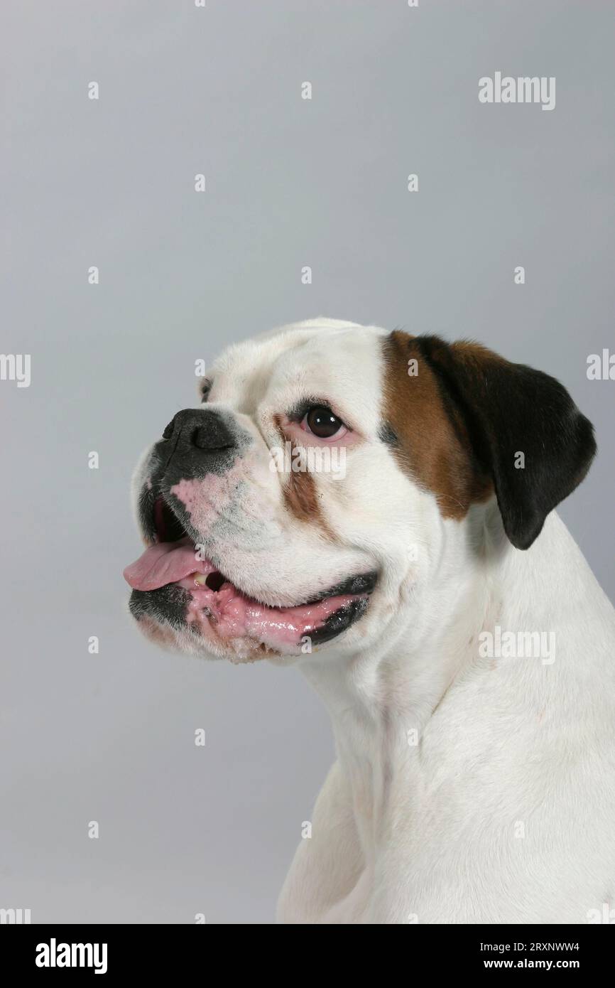 German Boxer, white Stock Photo - Alamy