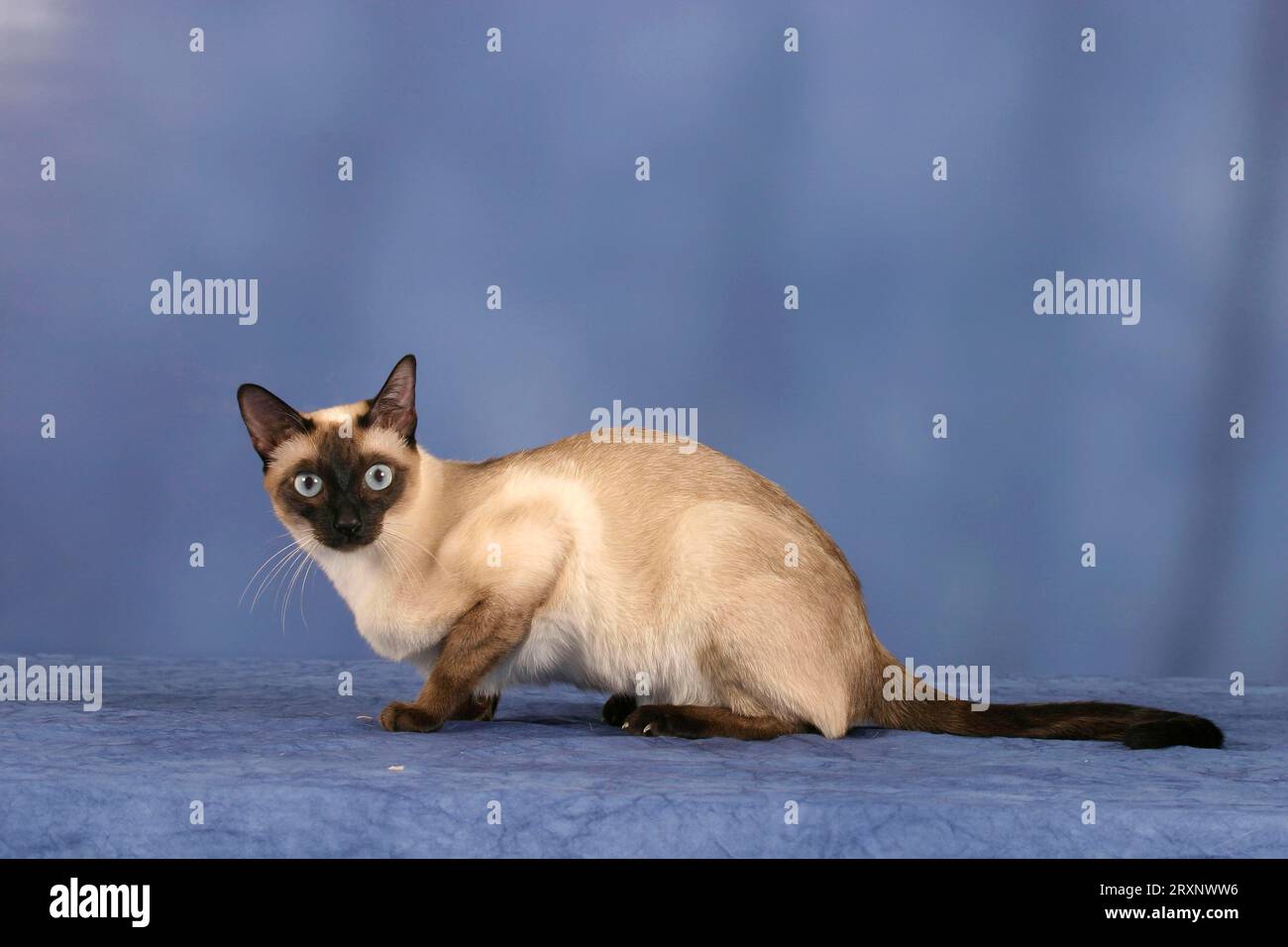 Classic Siamese Cat, seal-point, Thai cat, side, Siamesin Stock Photo ...