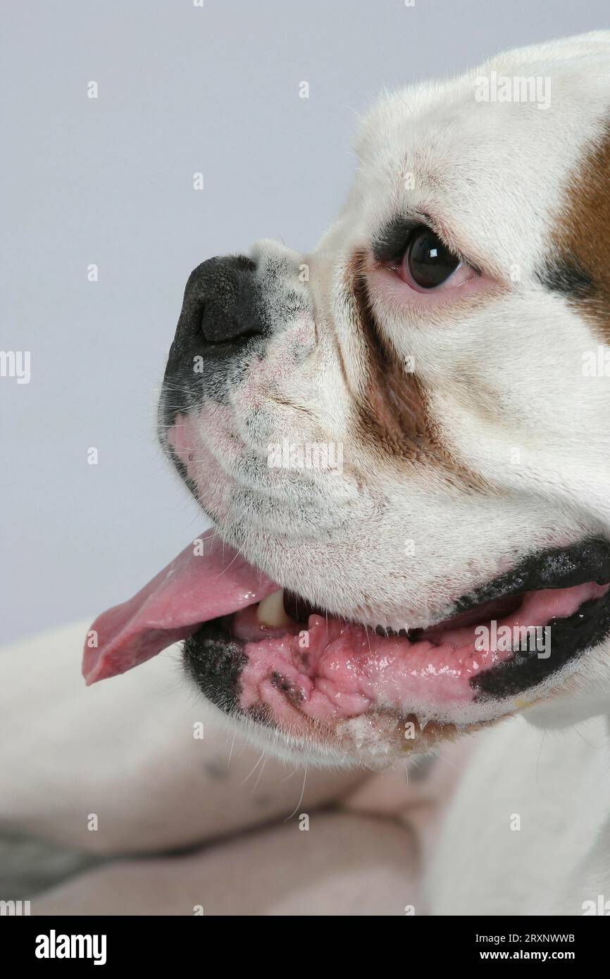 Side profile of boxer dog hi-res stock photography and images - Alamy