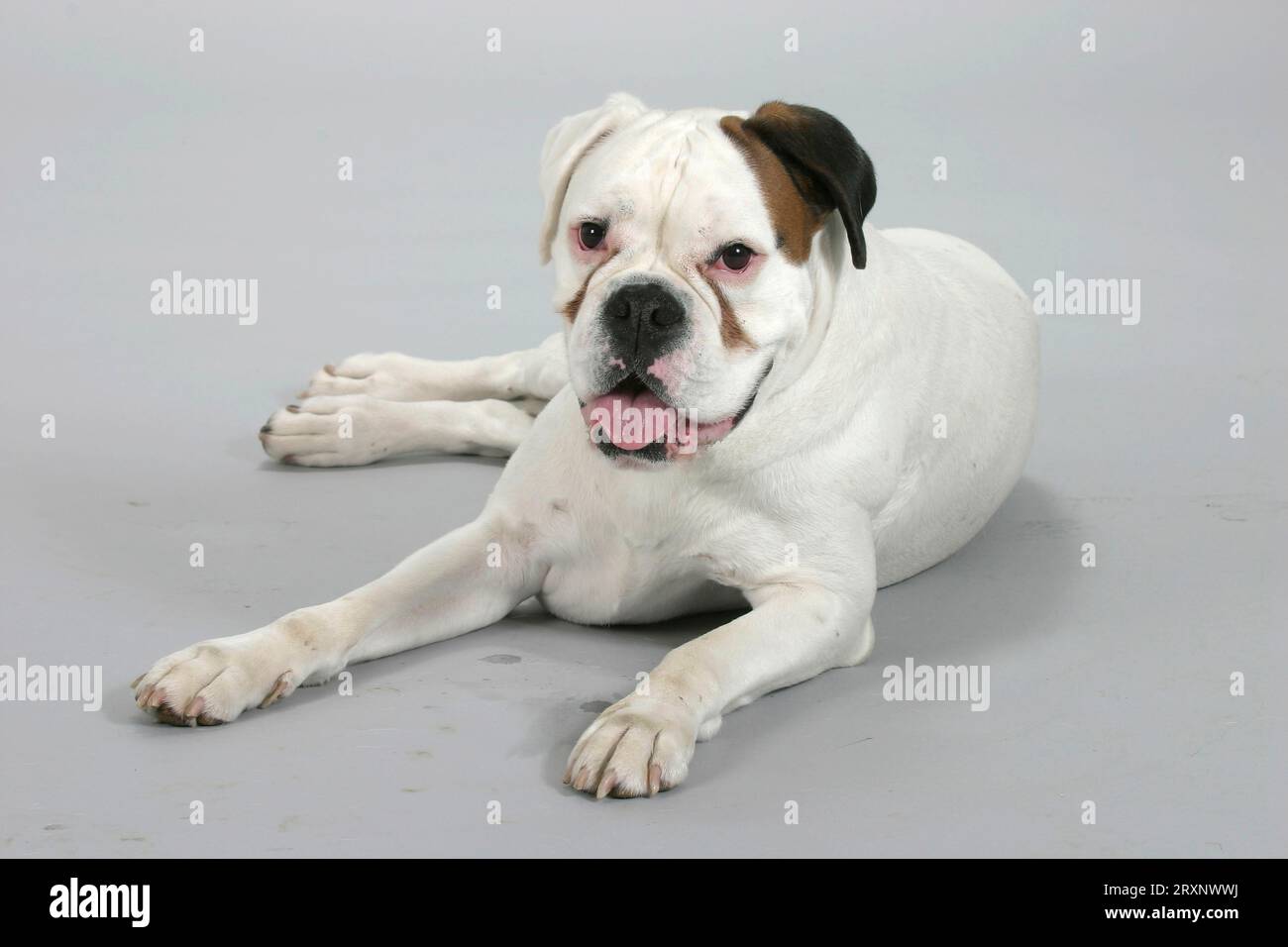 German Boxer, white Stock Photo - Alamy