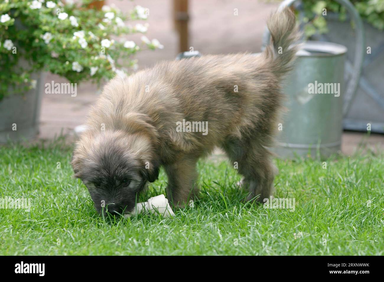 Pyrenean Shepherd, puppy, 7 weeks, Berger des Pyrenees, Pyrenean ...