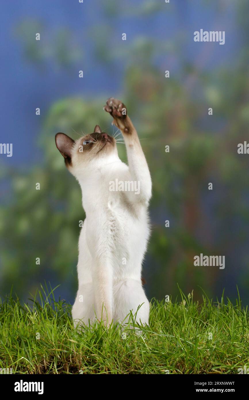 Classic Siamese cat, chocolate-point Stock Photo - Alamy