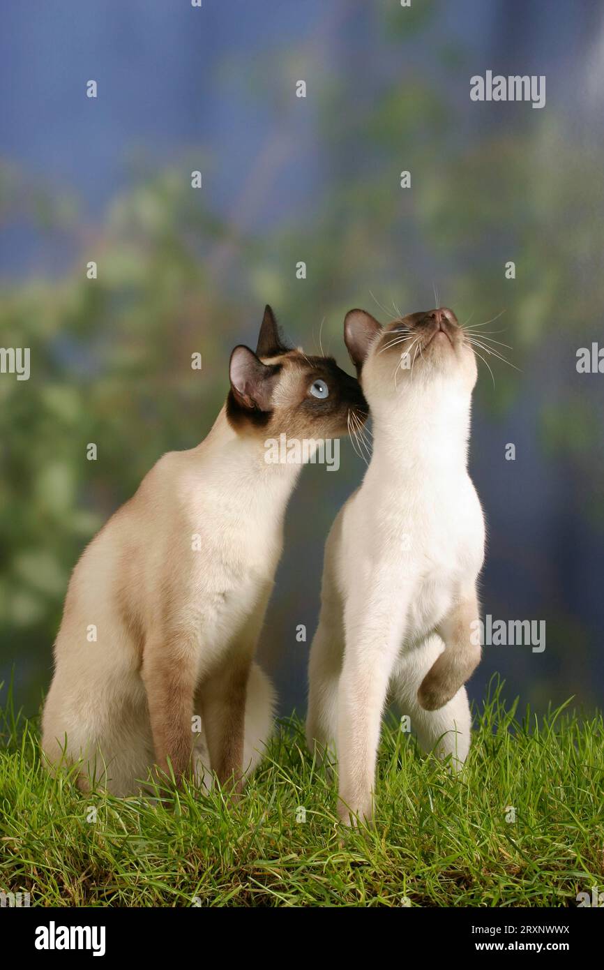Classic Siamese cats Stock Photo - Alamy