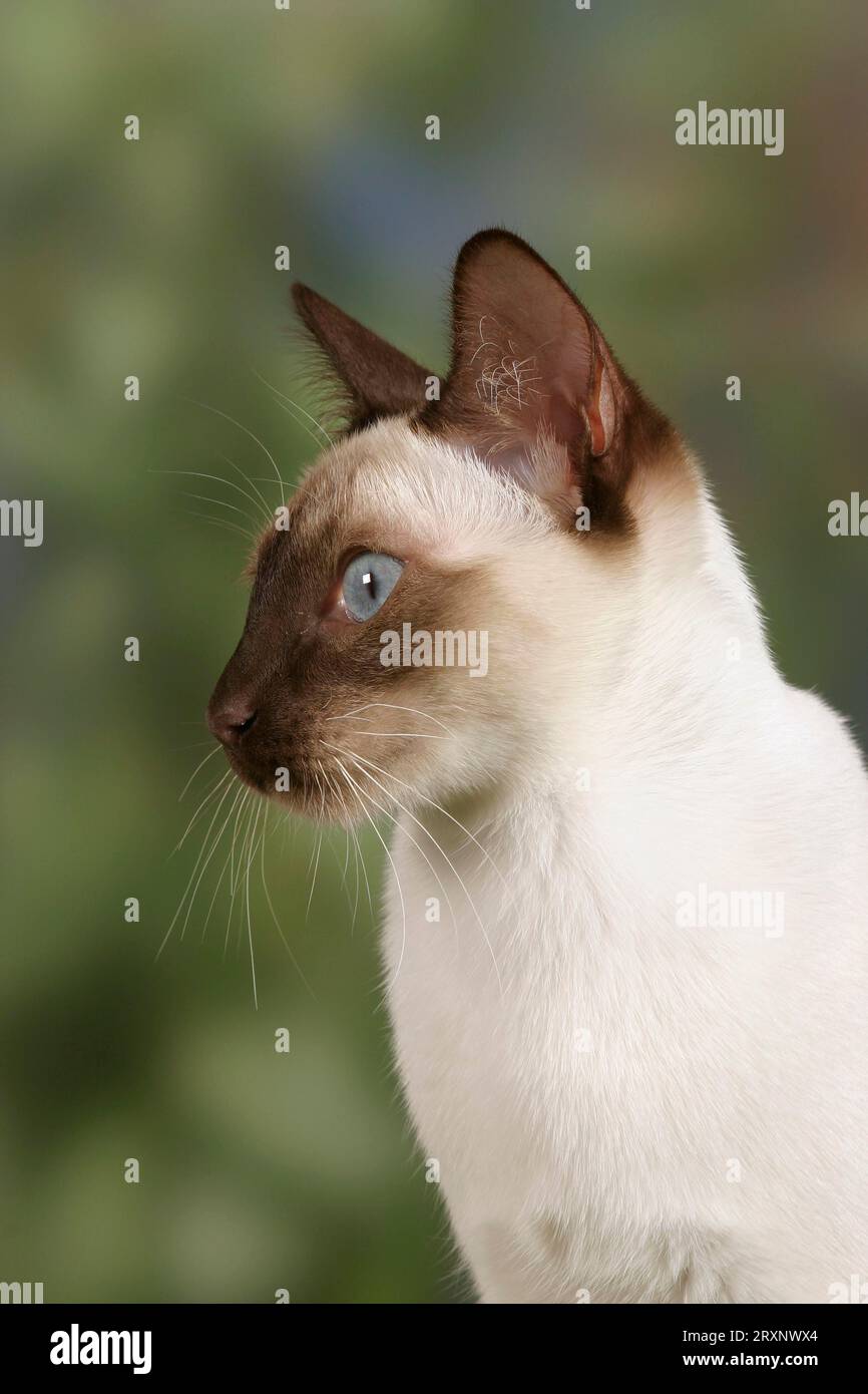 Classic Siamese cat, chocolate-point Stock Photo - Alamy