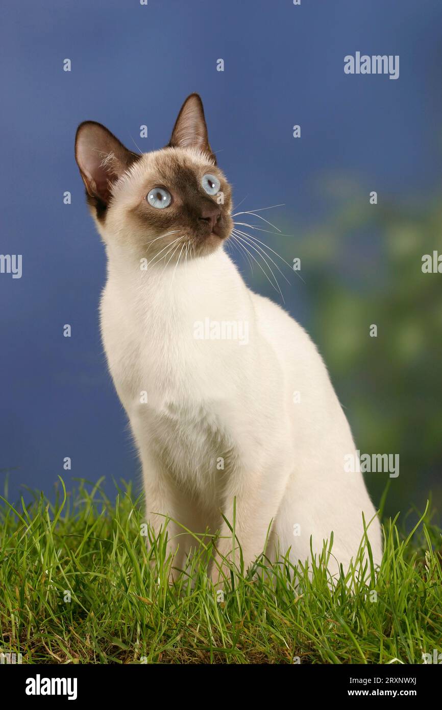 Classic Siamese cat, chocolate-point Stock Photo - Alamy
