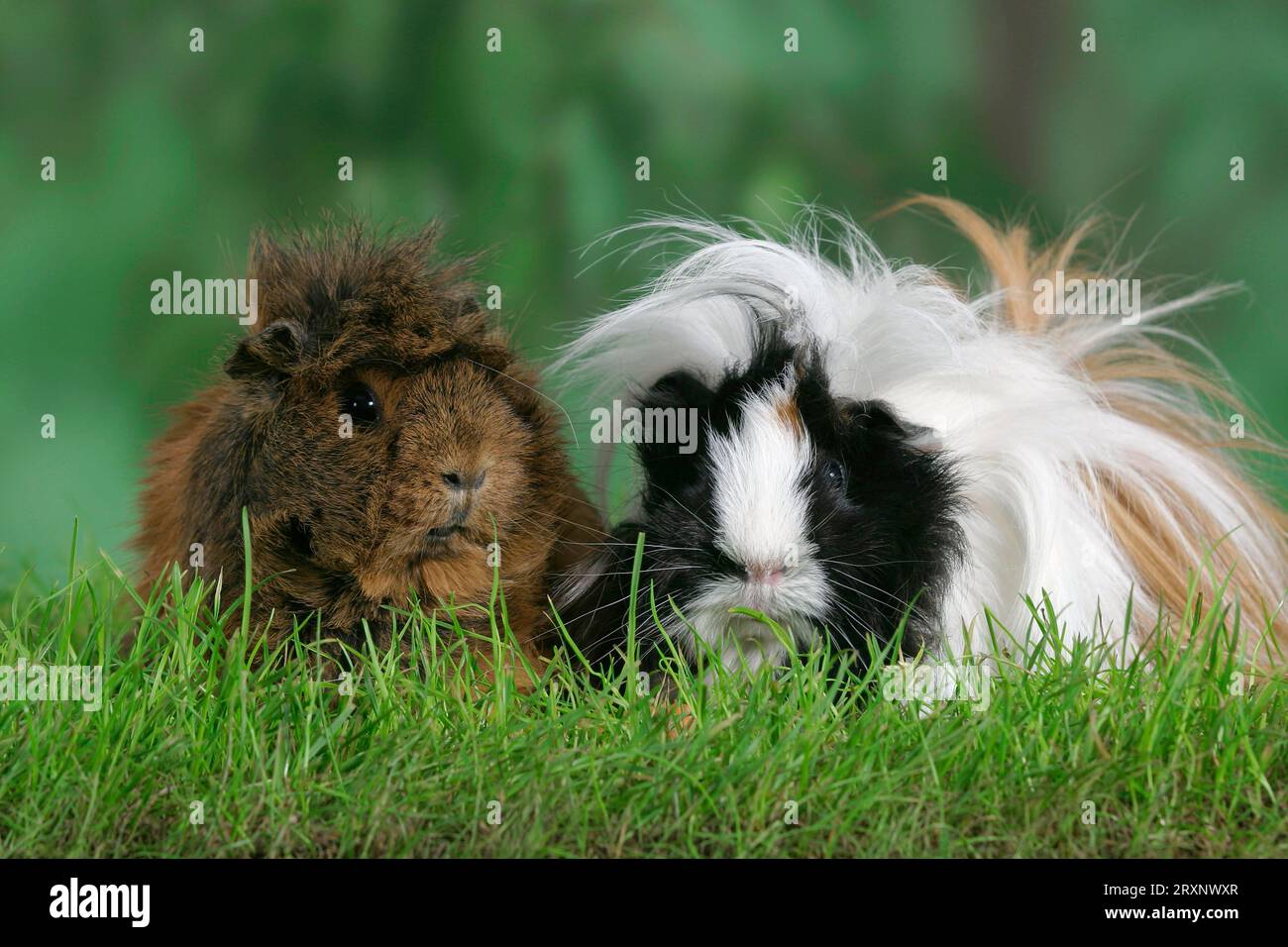 Abyssinian guinea pig two hi-res stock photography and images - Alamy