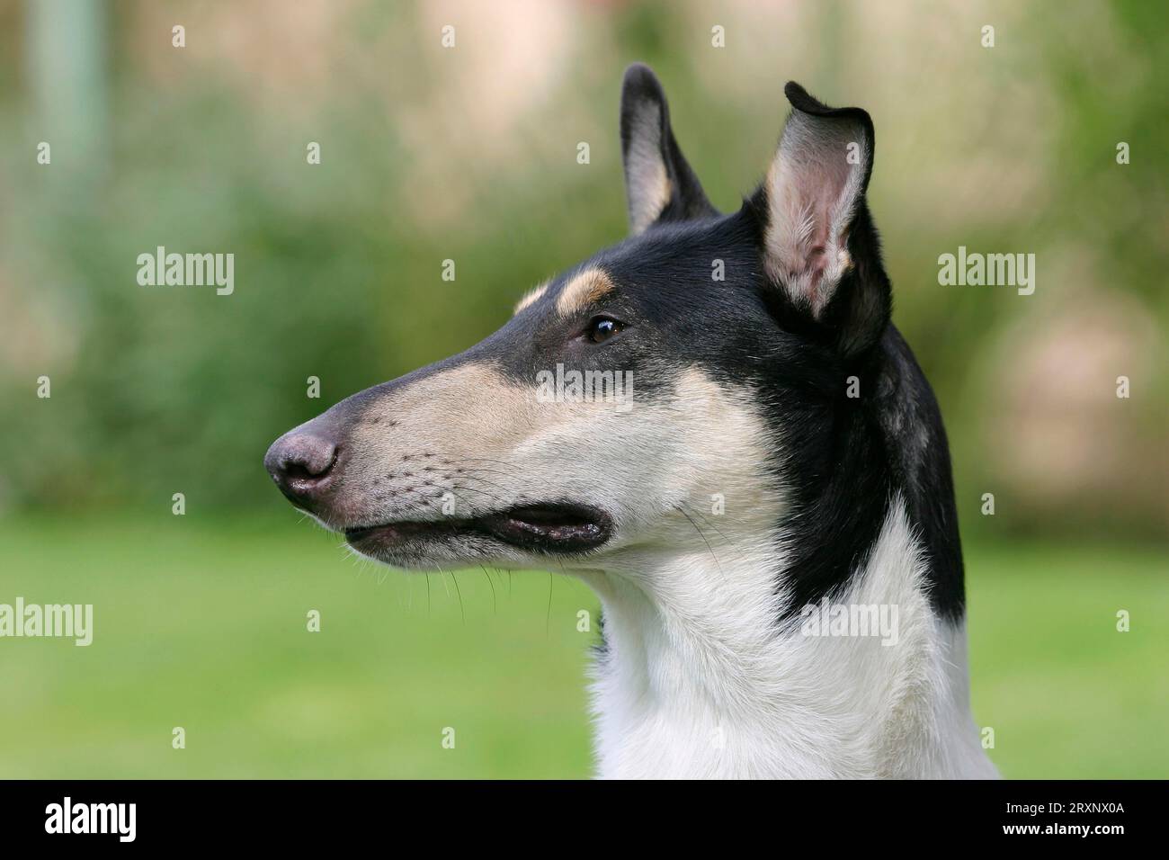 Smooth Collie, tricolour, shorthaired collie, tricolour, outside ...