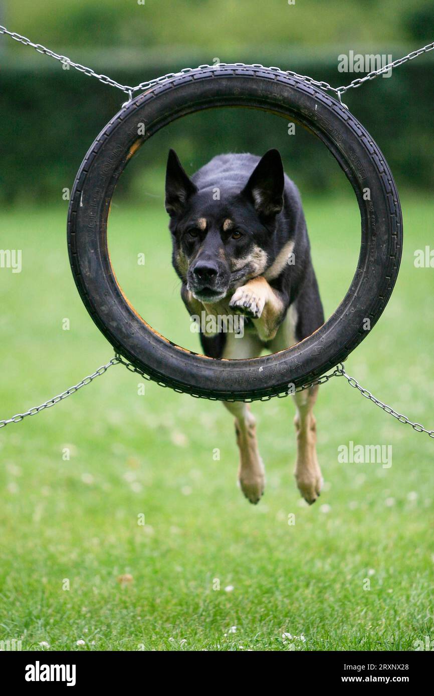 German Shepherd jumping through tyre, Agility, German Shepherd dog ...