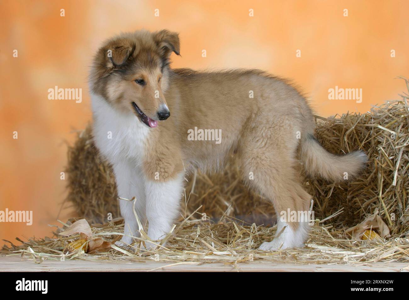 Rough Collie, puppy, 12 weeks, side Stock Photo - Alamy