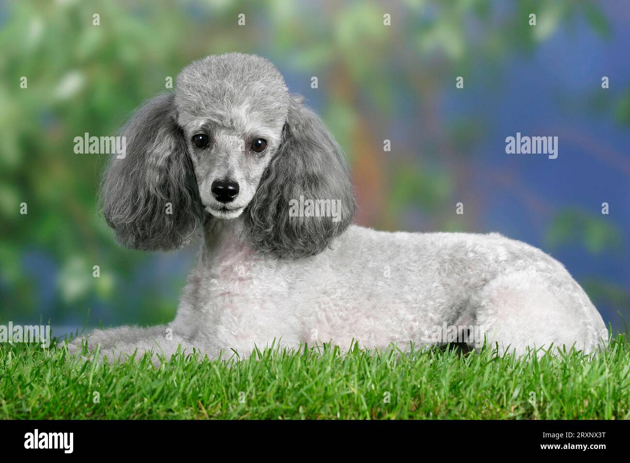 Dwarf poodle, silver, lateral Stock Photo - Alamy