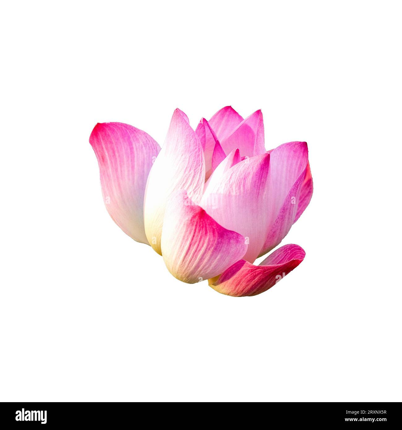 Intimate shot of a blooming pink lotus plant, the petals a delicate ...