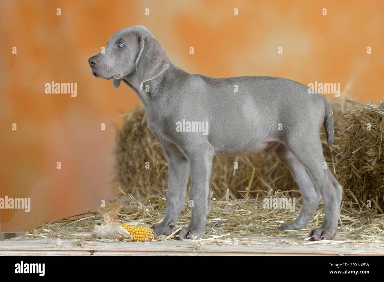 Weimaraner, puppy, 10 weeks, side Stock Photo - Alamy