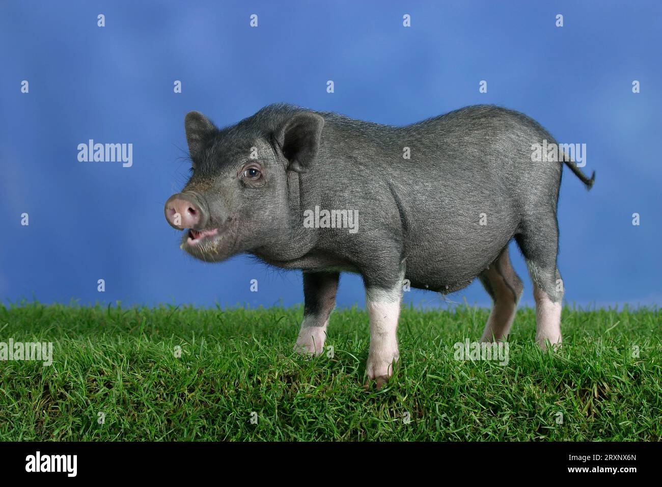 Mini Pig, 3 month, mini pig, 3 months, pig, pigs, dwarf pig, mini pigs ...