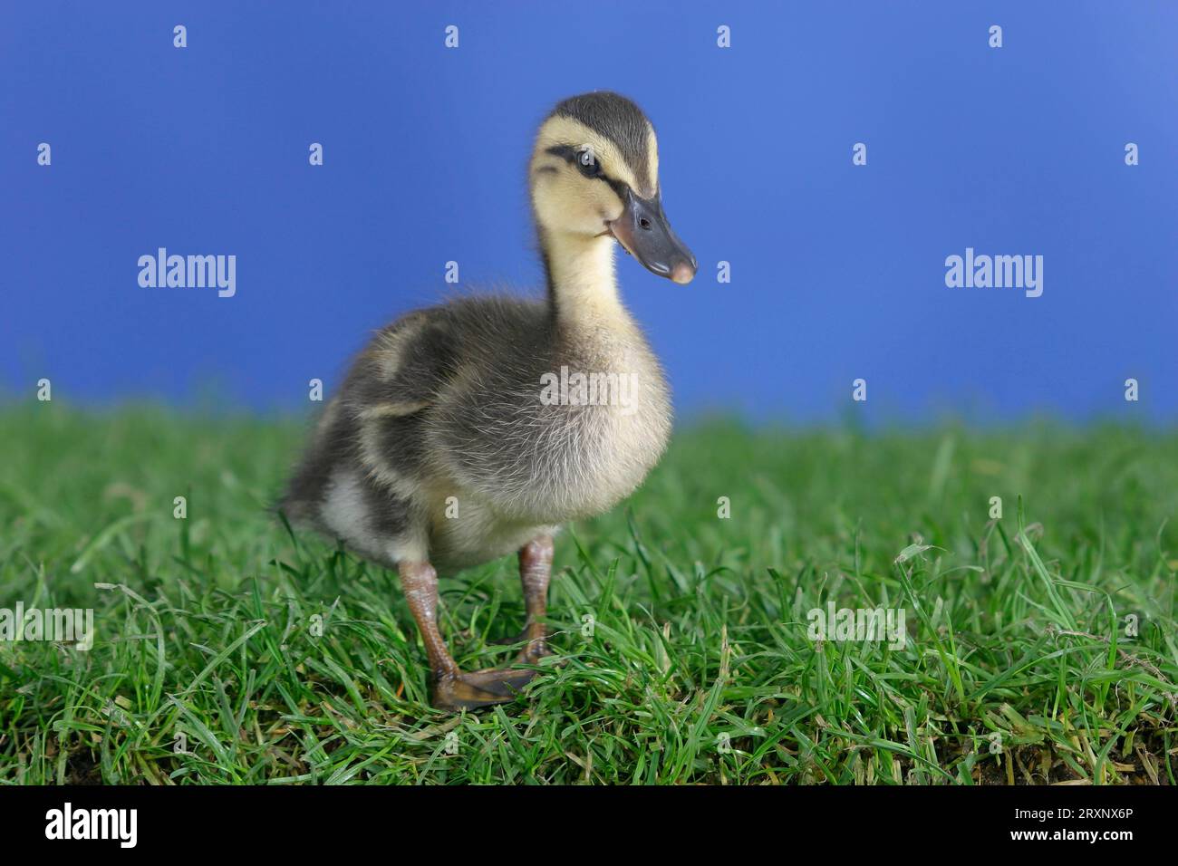 Baby runner hi-res stock photography and images - Alamy