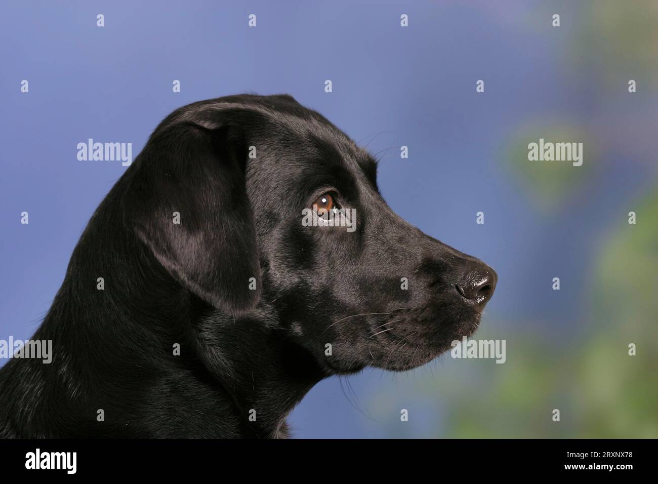 Labrador Retriever, black, side, profile Stock Photo - Alamy
