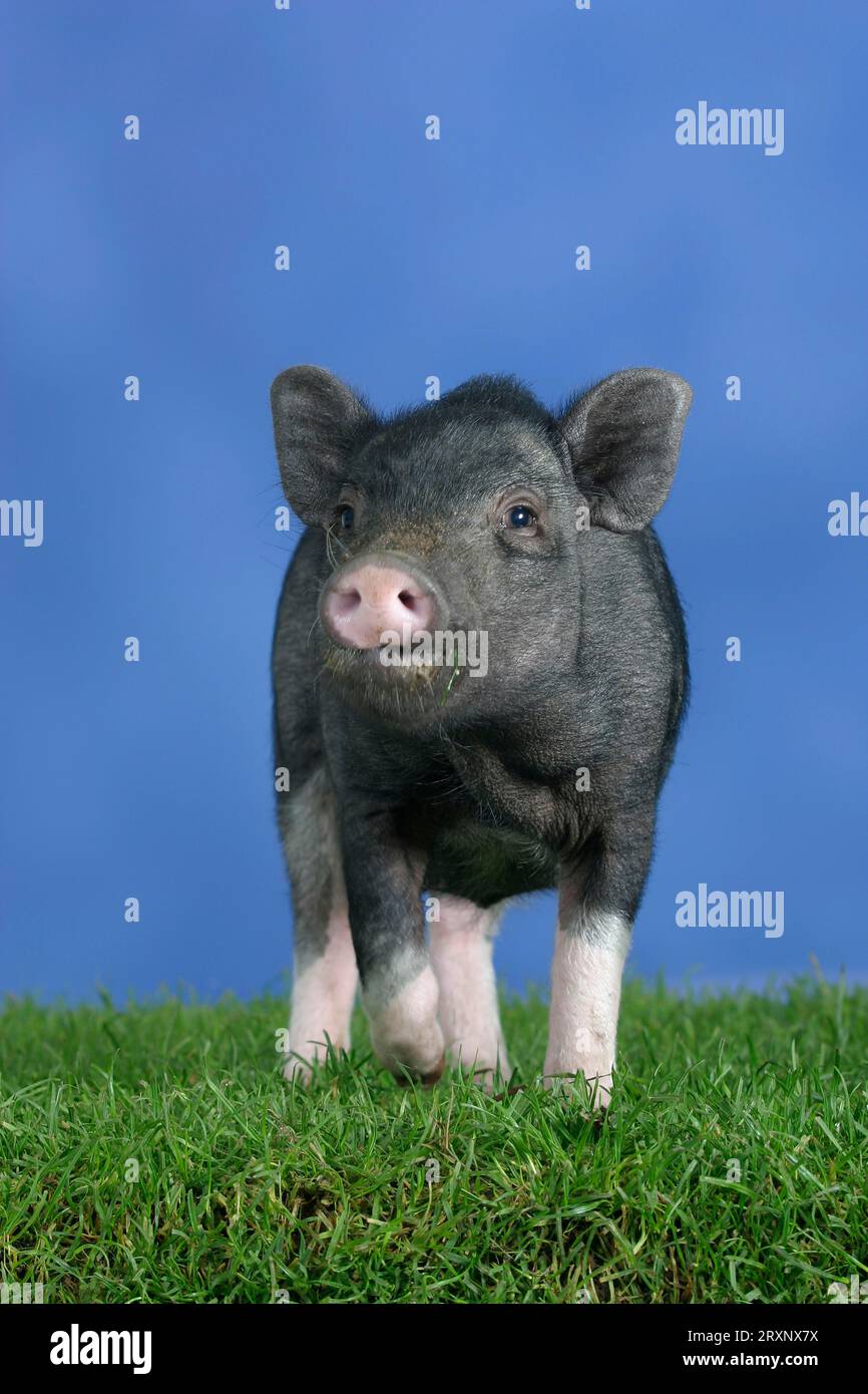 3 three little pigs hi-res stock photography and images - Alamy