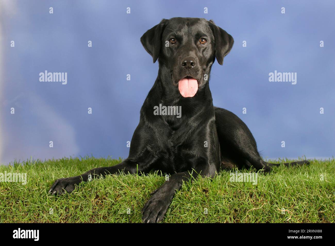 Labrador retriever, black, Labrador retriever, black, outdoor, studio ...