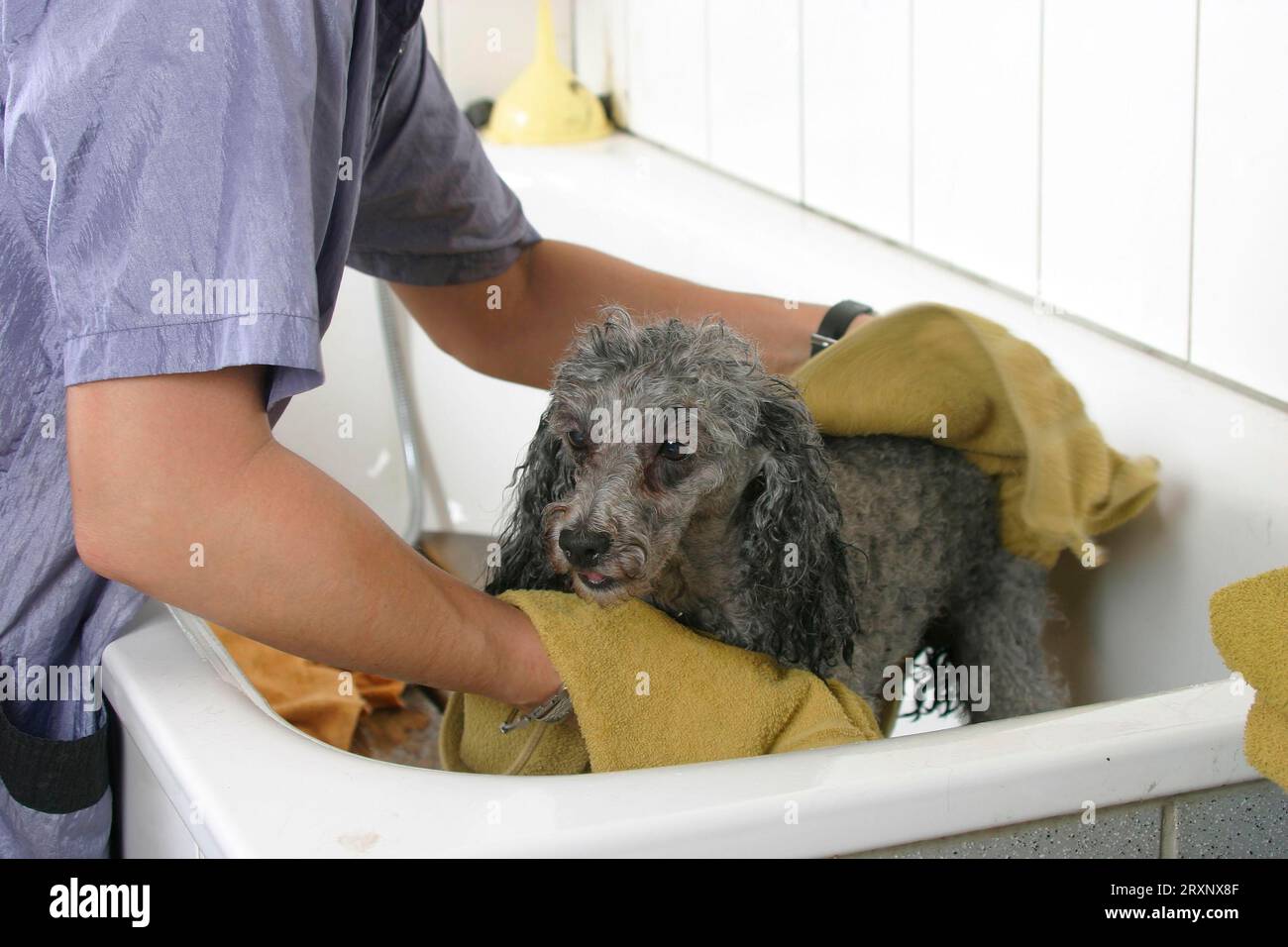 Toy Poodle, silver, is dried with towel/bathtub Stock Photo - Alamy