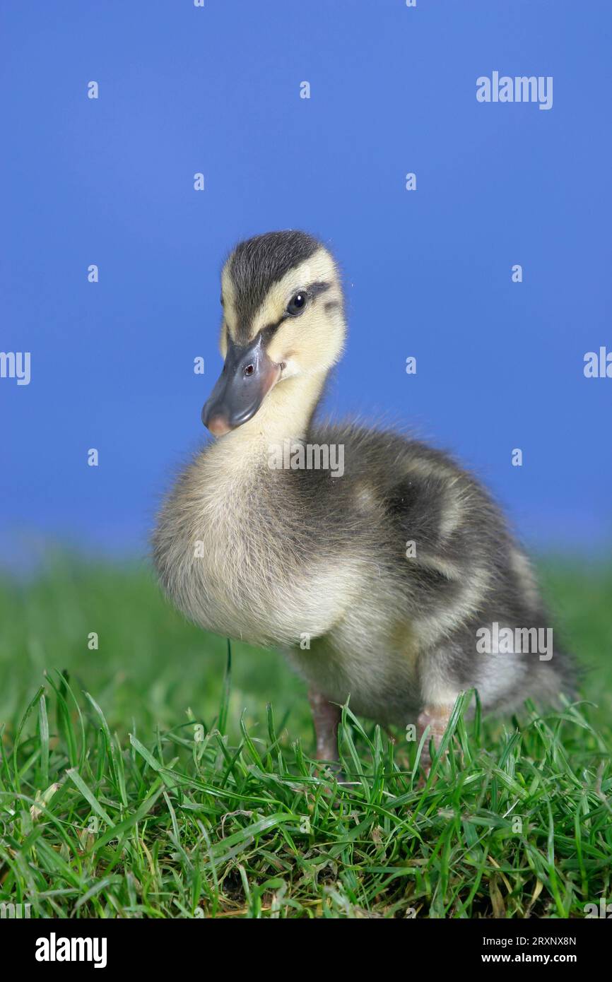 Runner duck, duckling, 2 weeks Stock Photo - Alamy