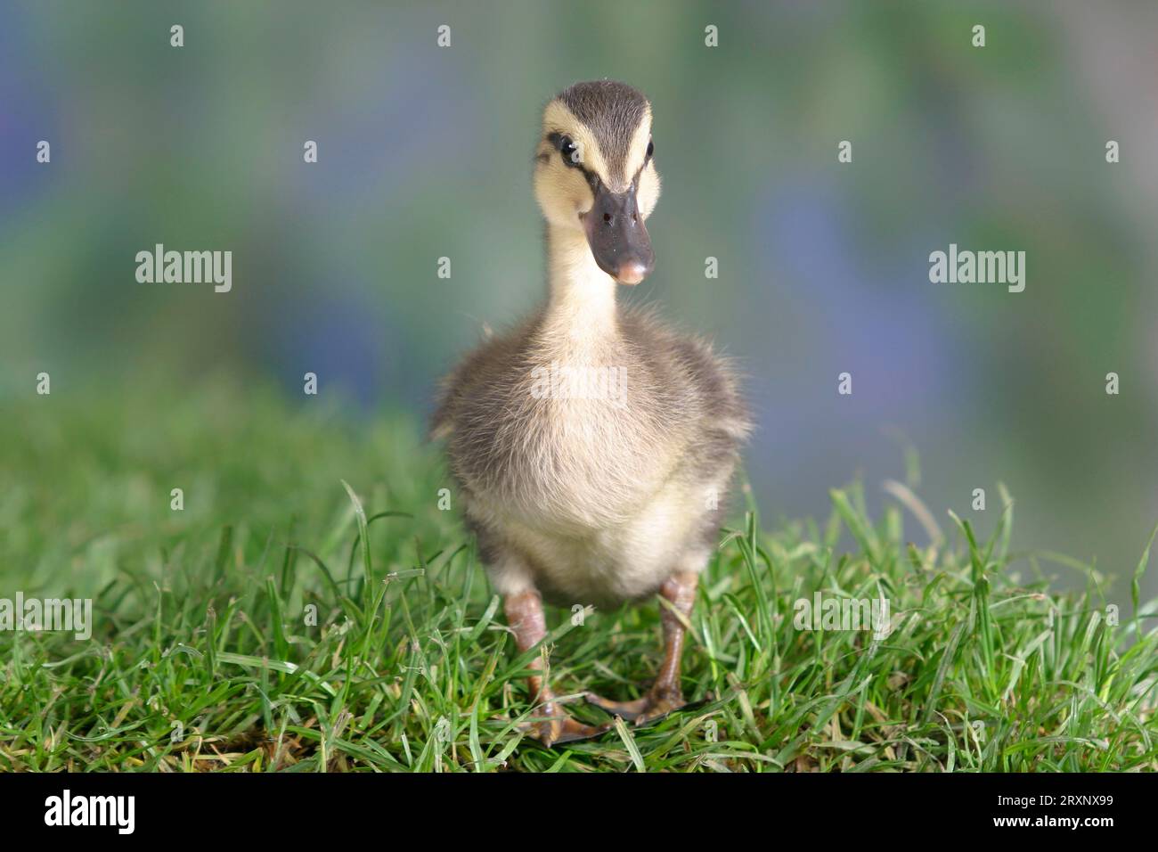 Runner duck, duckling, 2 weeks Stock Photo - Alamy