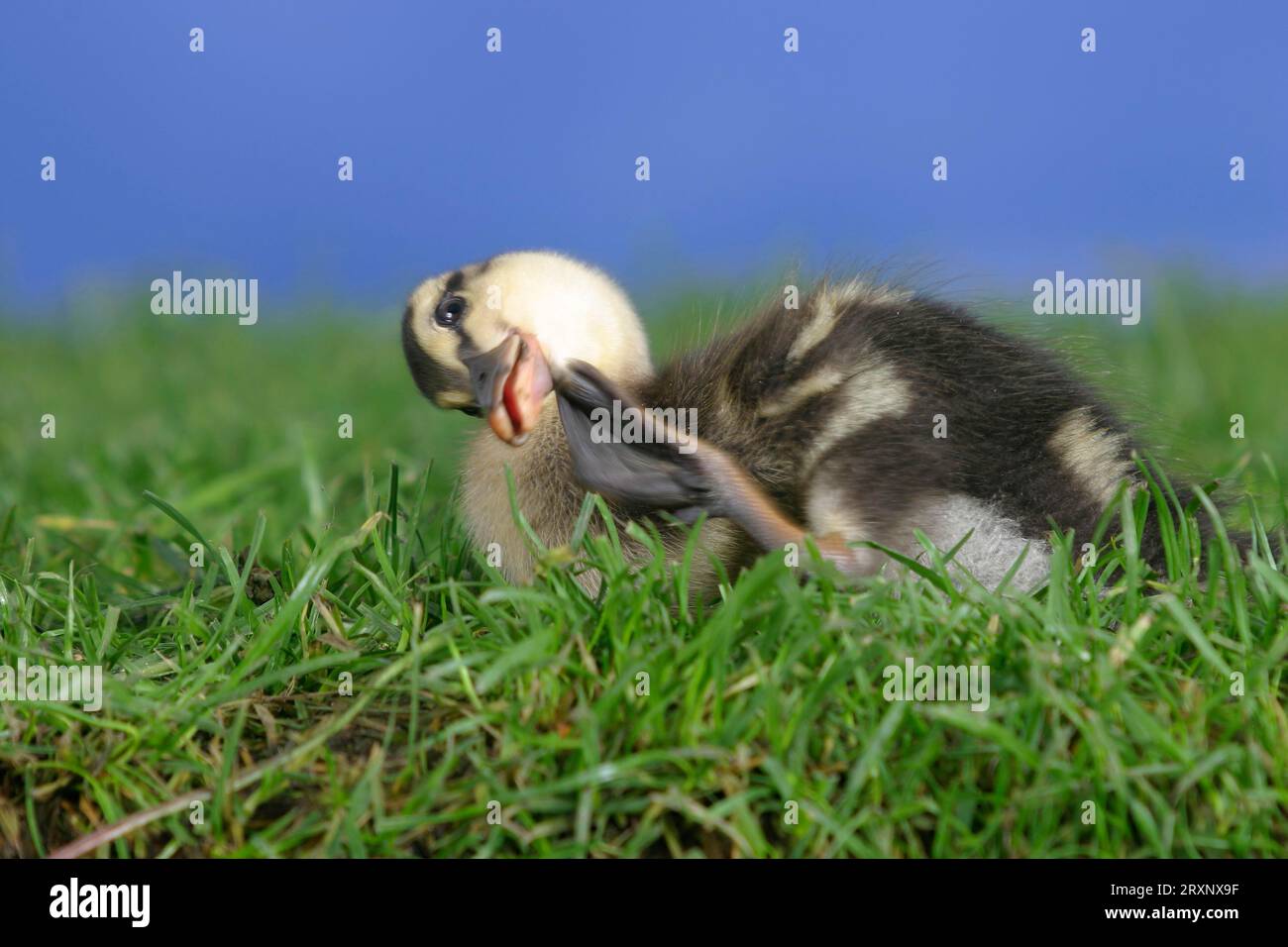 Runner duck, duckling, 2 weeks Stock Photo - Alamy