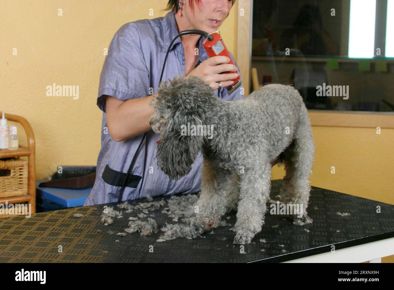 Silver dog hi-res stock photography and images - Alamy