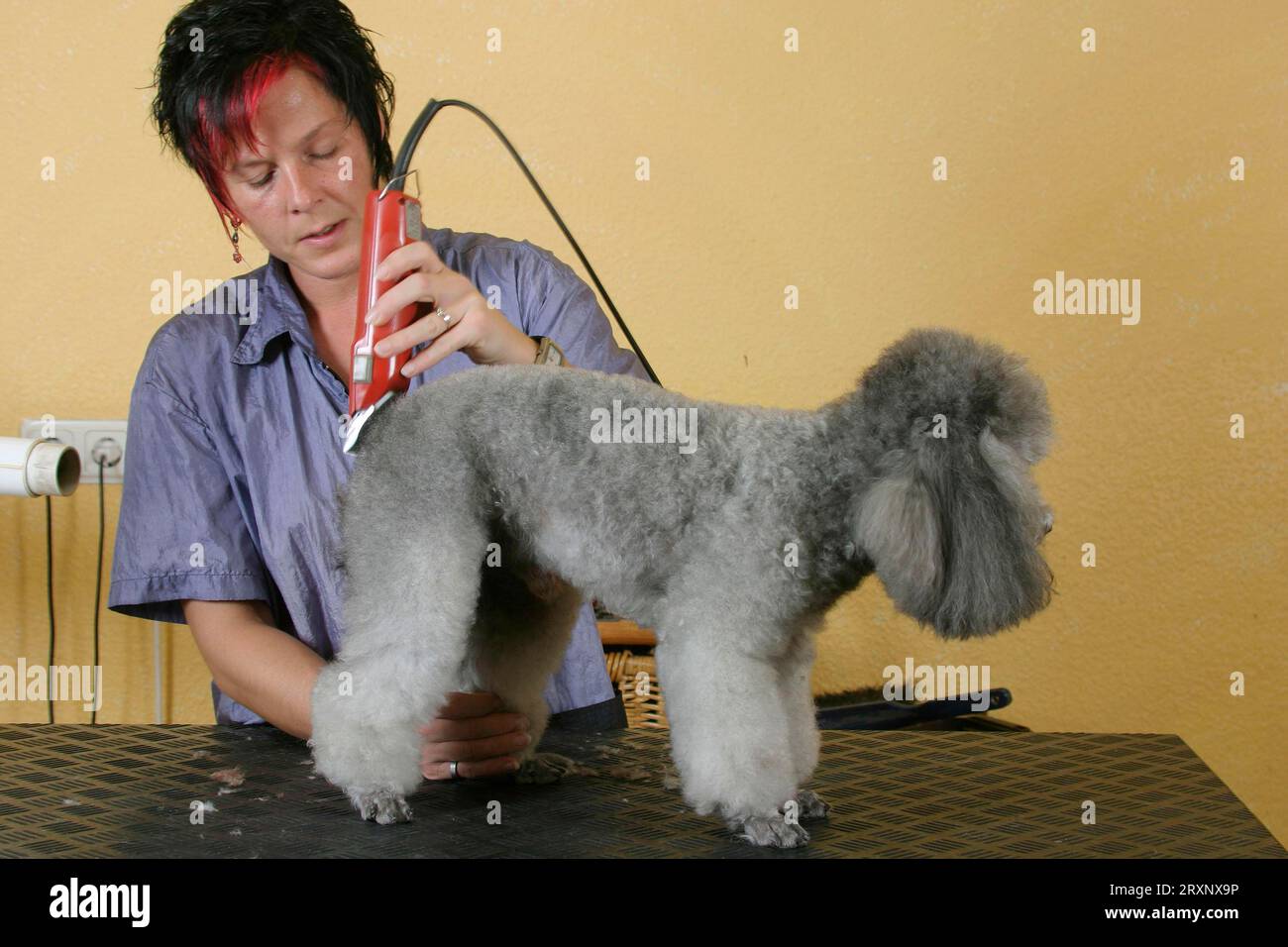 Silver dog hi-res stock photography and images - Alamy