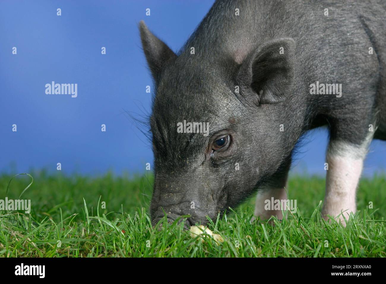Mini Pig, 3 month, mini pig, 3 months, pig, pigs, dwarf pig, mini pigs ...