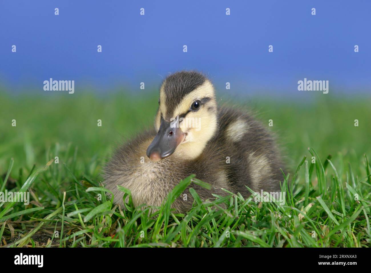 Baby runner hi-res stock photography and images - Alamy