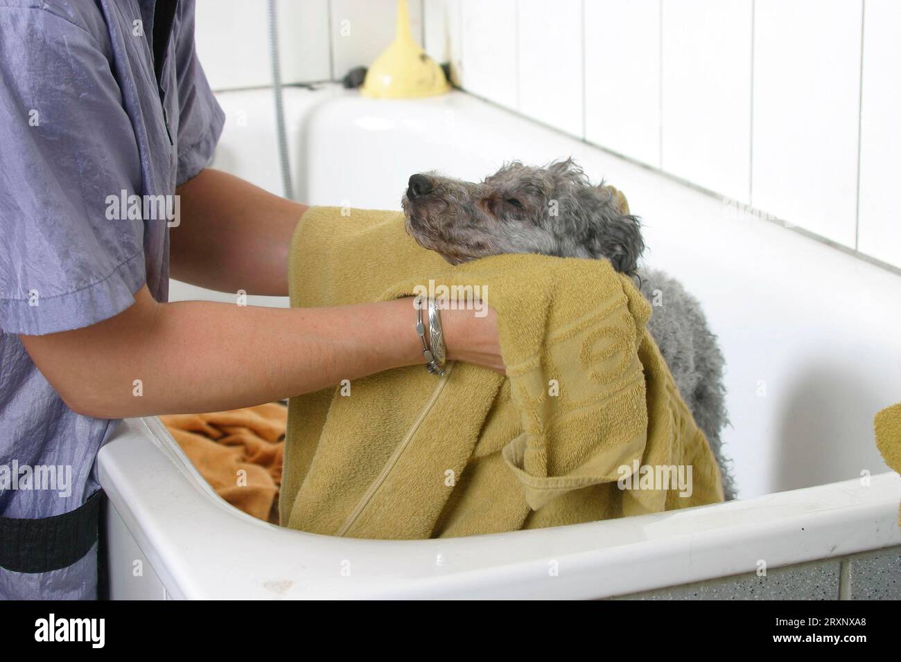 Toy Poodle, silver, is dried with towel/bathtub Stock Photo - Alamy