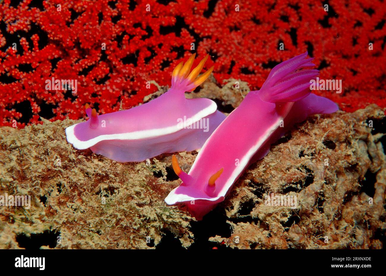 Purple nudibranchs, Lankayan, Bullocks Hypselodoris (Hypselodoris ...