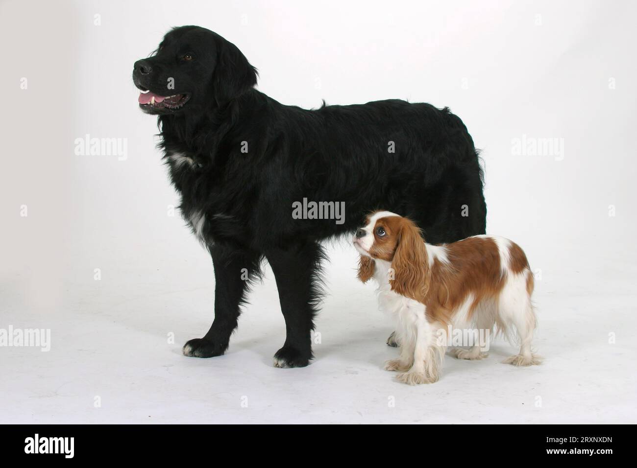 Mixed breed dog and Cavalier King Charles Spaniel Stock Photo - Alamy