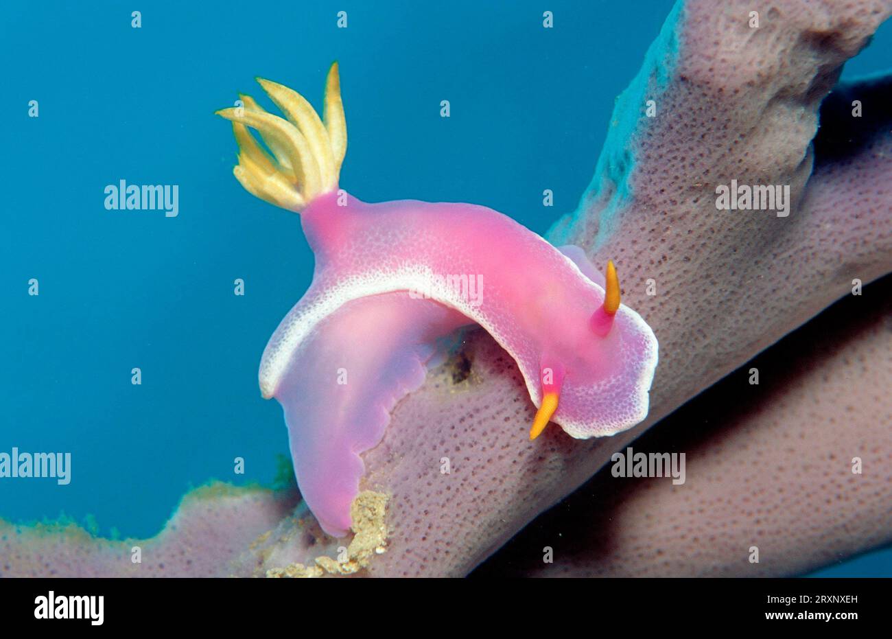 Magnificent star snail, Lankayan, Borneo (Hypselodoris apolegma), star ...