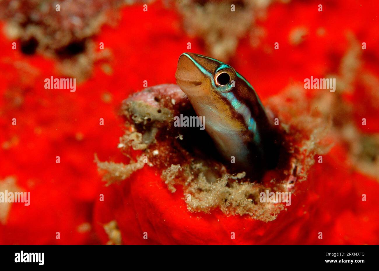 Bluestriped fangblenny, bluestriped sabretooth blenny, blenny ...